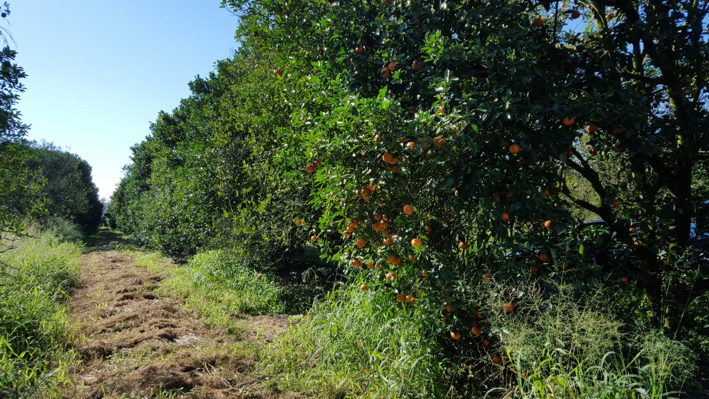 Surviving Citrus Acreage May Offer Hope - Citrus Industry Magazine