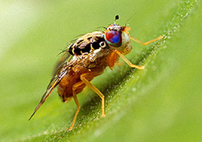 California Fruit Fly Quarantines Removed - Citrus Industry Magazine