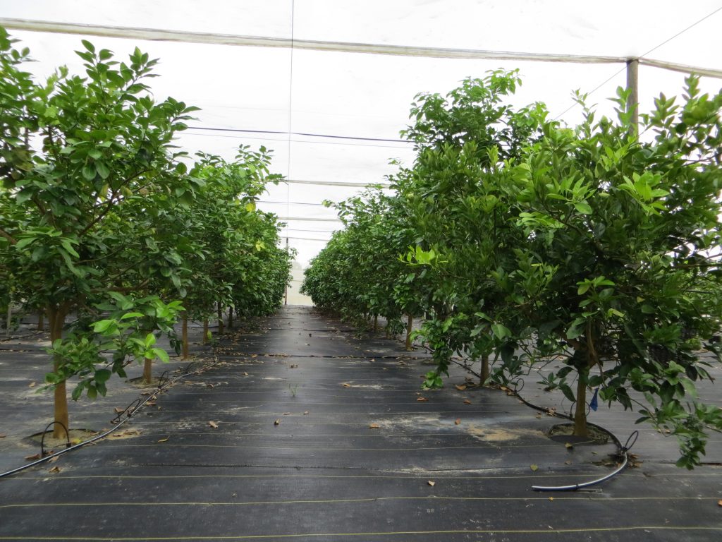 Research Update: Citrus Undercover Production Systems and Whole Tree ...