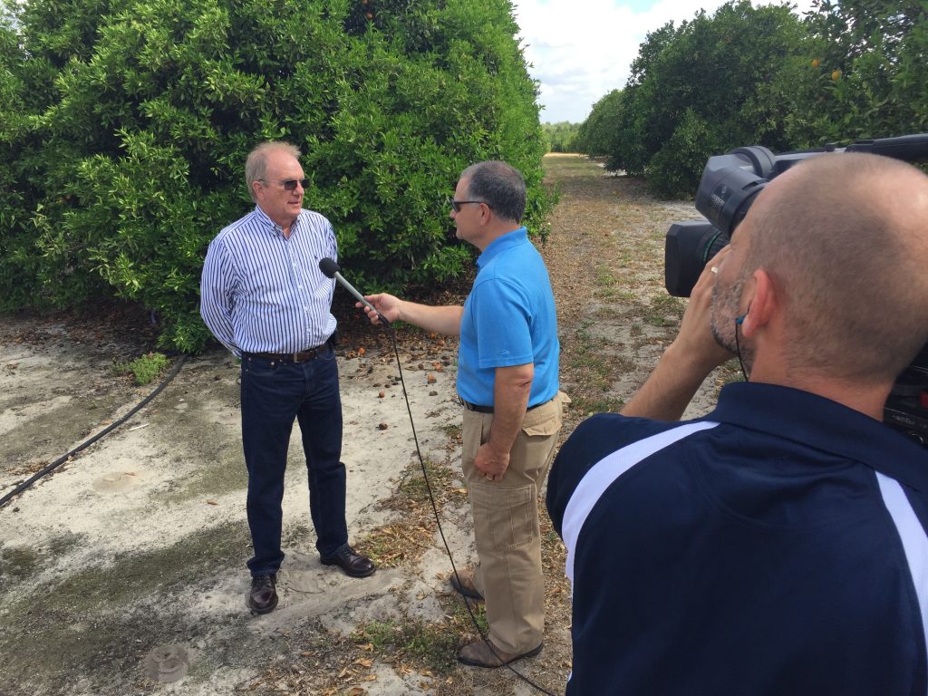 Does Sugar Belle Citrus Have Built-in HLB Resistance? - Citrus Industry ...