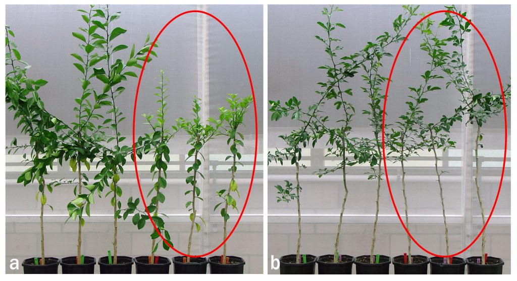 Rootstocks and HLB Tolerance — Another Perspective - Citrus Industry ...