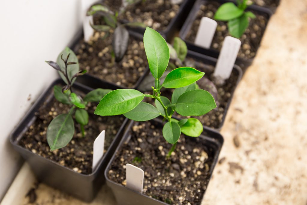 CRDF Receives Recommendations on Plant Breeding - Citrus Industry Magazine