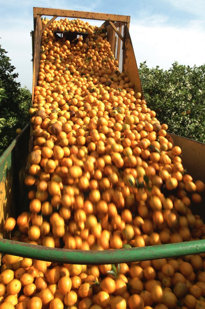 Mechanical orange harvest. (UF/IFAS Photo by Eric Zamora) - Citrus ...