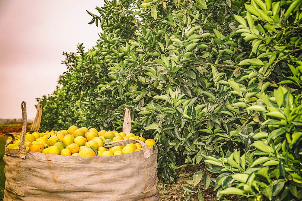Brazil Releases Updated Orange Crop Forecast - Citrus Industry Magazine