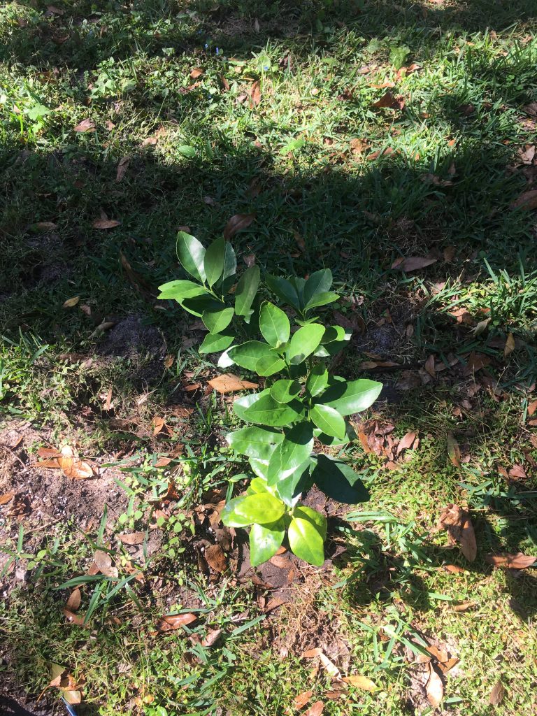 Super-Root Mutants for HLB - Citrus Industry Magazine