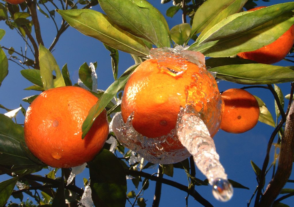 Freeze Damage: Preparation and Recovery - Citrus Industry Magazine