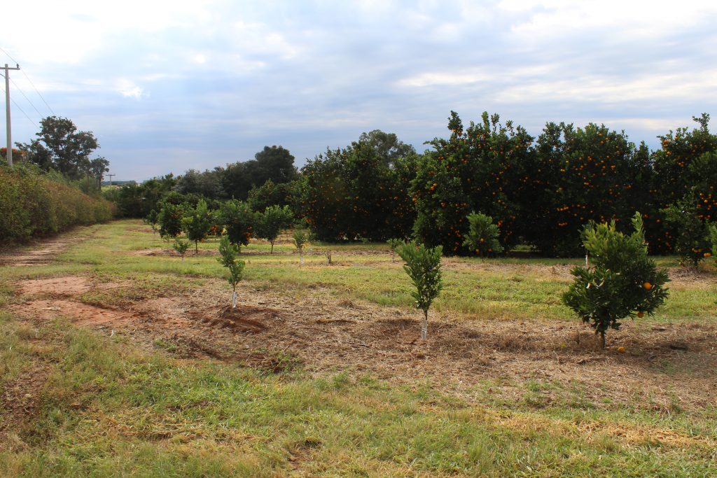 An Inside Look at Brazil’s Citrus Production Practices - Citrus ...