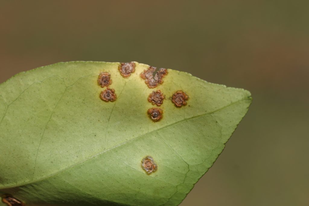 Xanthomonas Key Finding Made - Citrus Industry Magazine