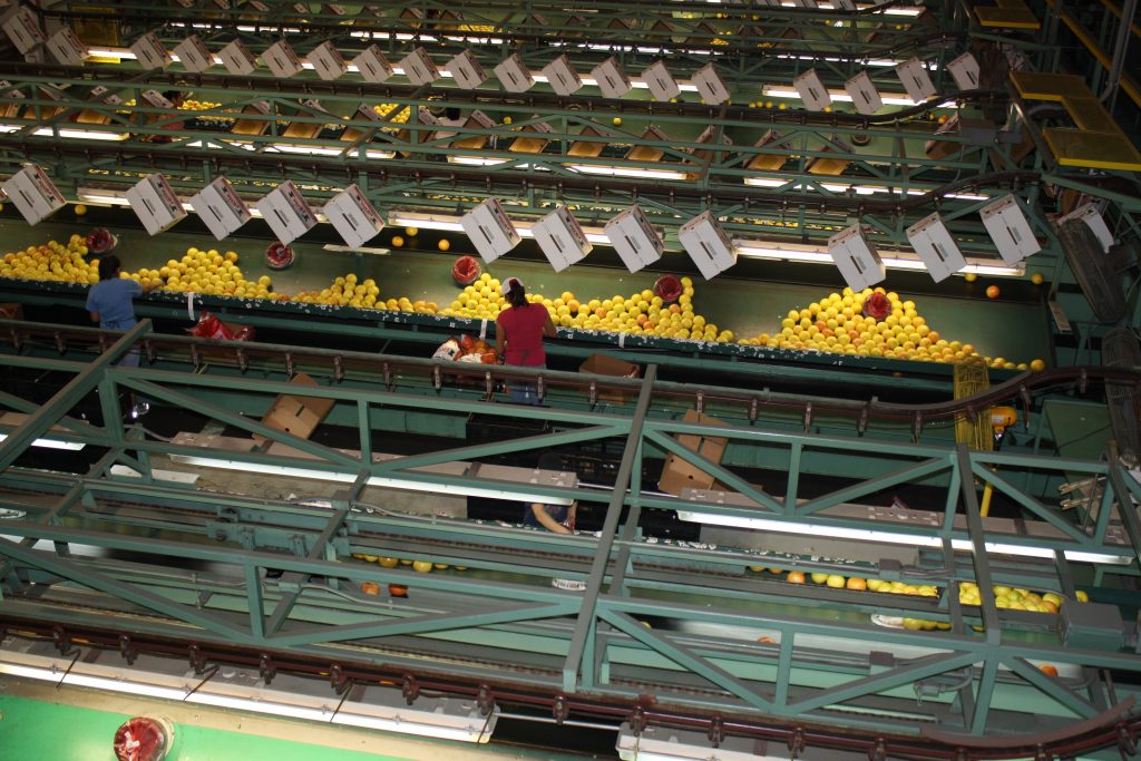 State of the Florida Citrus-Packing Segment - Citrus Industry Magazine