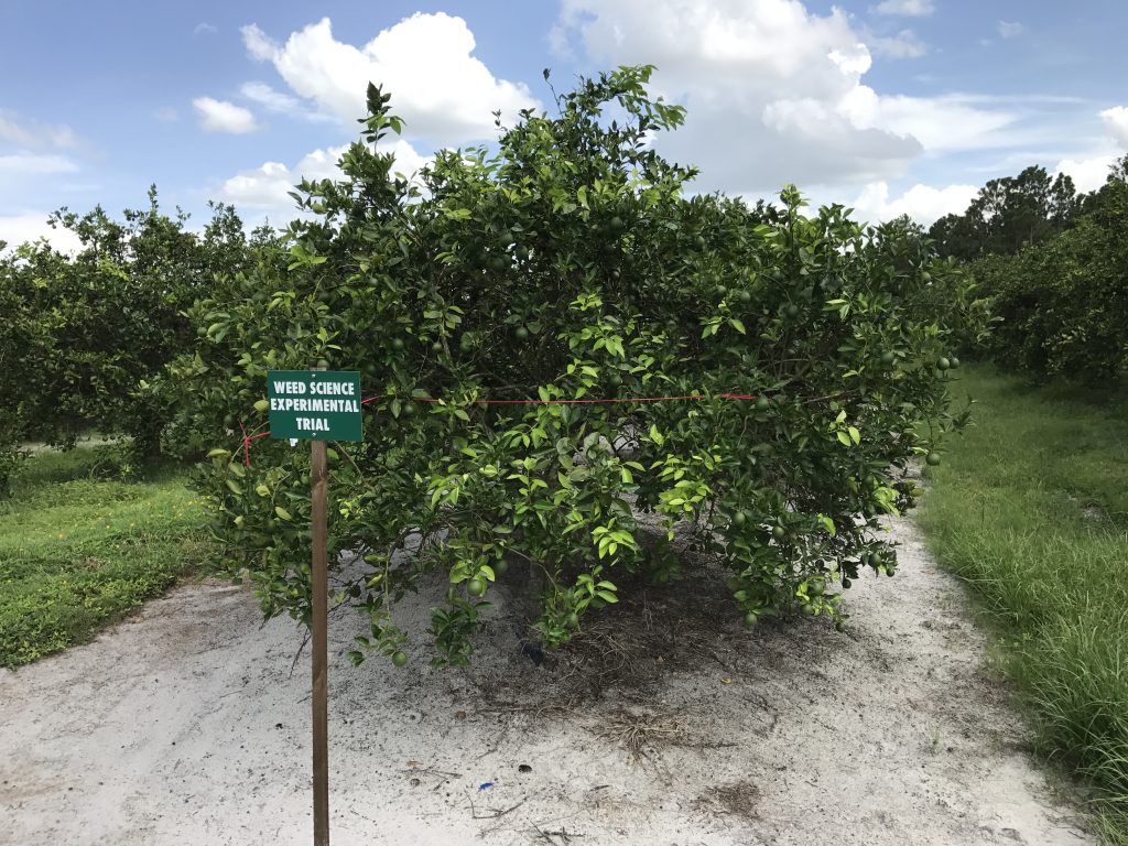 Herbicide Synergy for Citrus Weed Management - Citrus Industry Magazine
