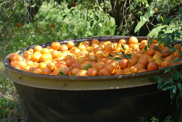 U.S. Citrus Crop Forecast Takes a Tumble - Citrus Industry Magazine