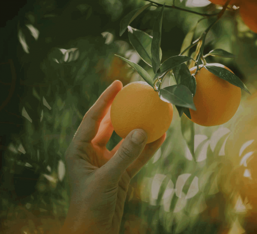 Labor Ban Costs Australia Growers Millions - Citrus Industry Magazine