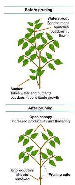 Optimize Fresh Fruit Results With Selective Pruning Citrus Industry