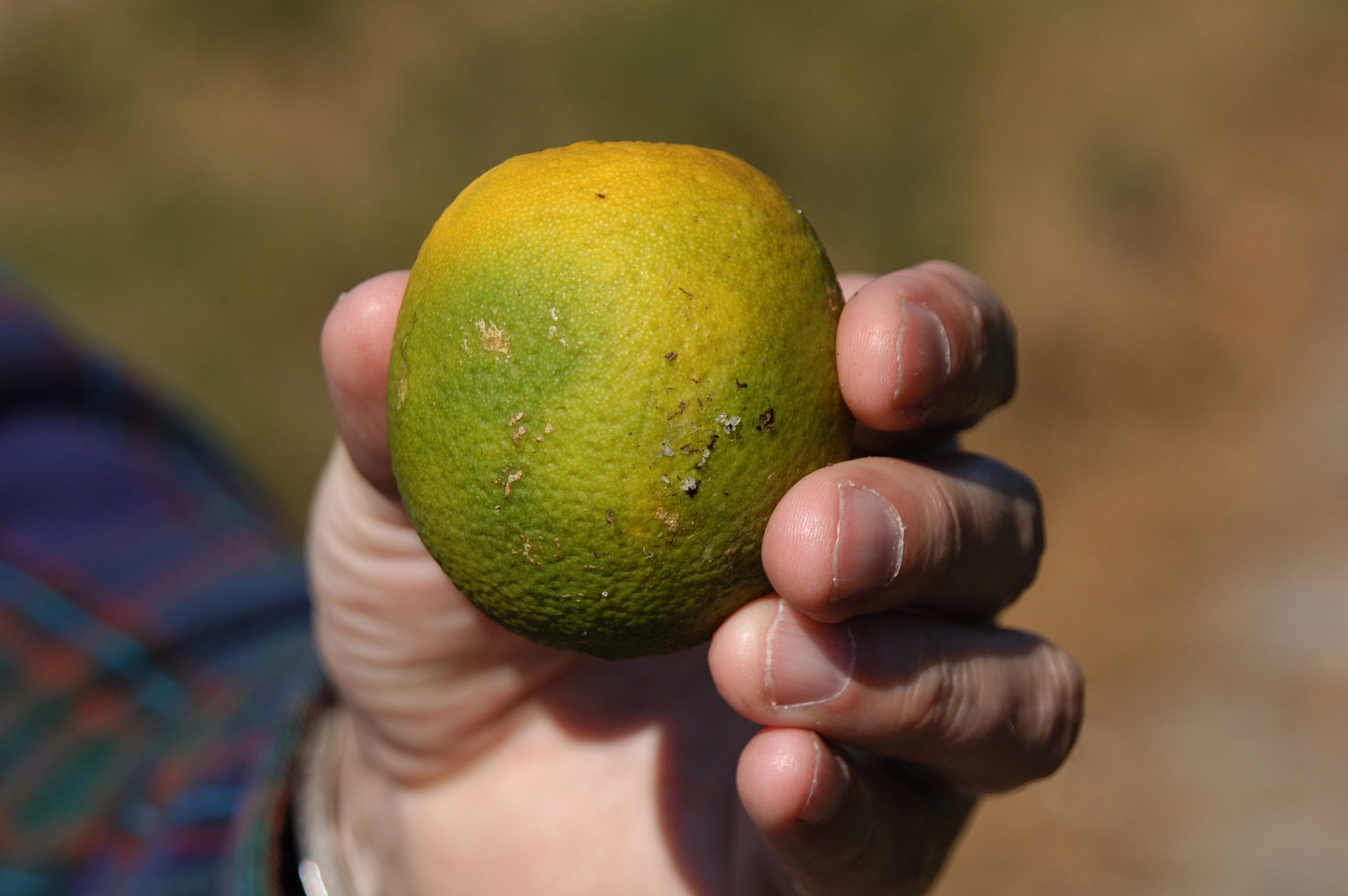 greening-0029-scarred-fruit - Citrus Industry Magazine
