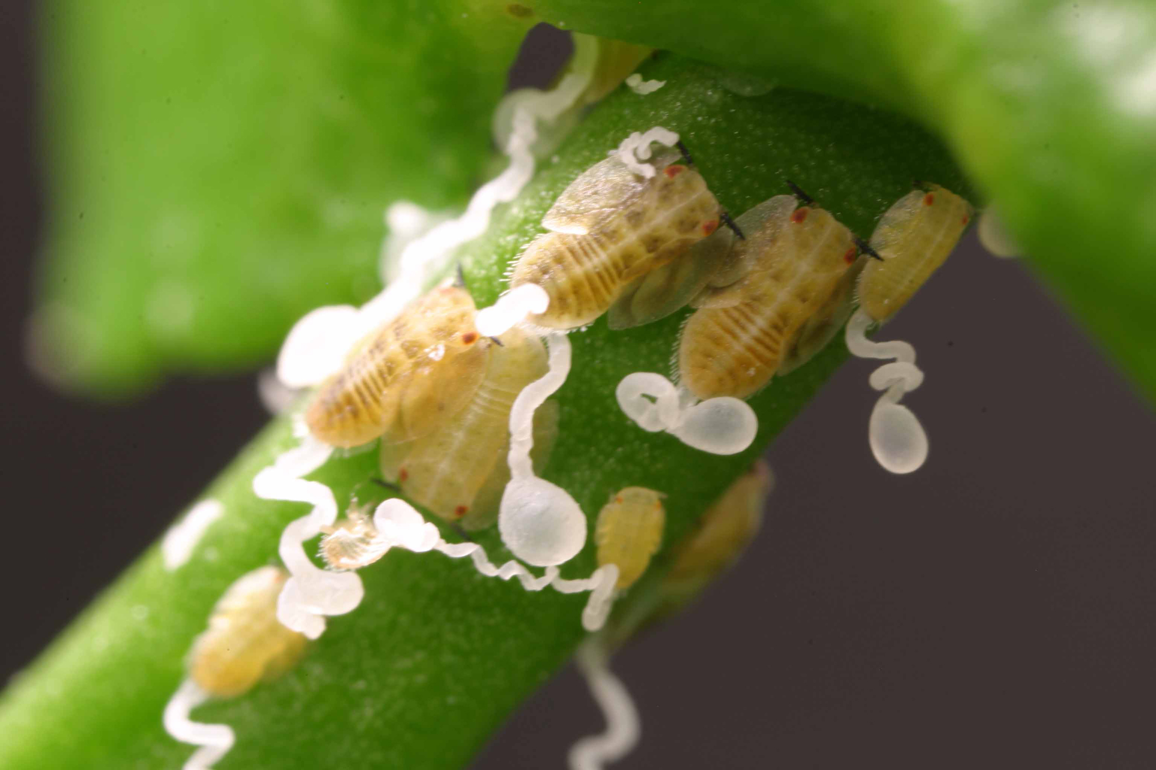 ACP and the HLB Pathogen Are Made for Each Other - Citrus Industry Magazine