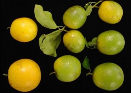 Oak Leaf Extract and Mulch for HLB - Citrus Industry Magazine