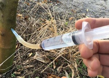 Advantages and History of Trunk Injection - Citrus Industry Magazine