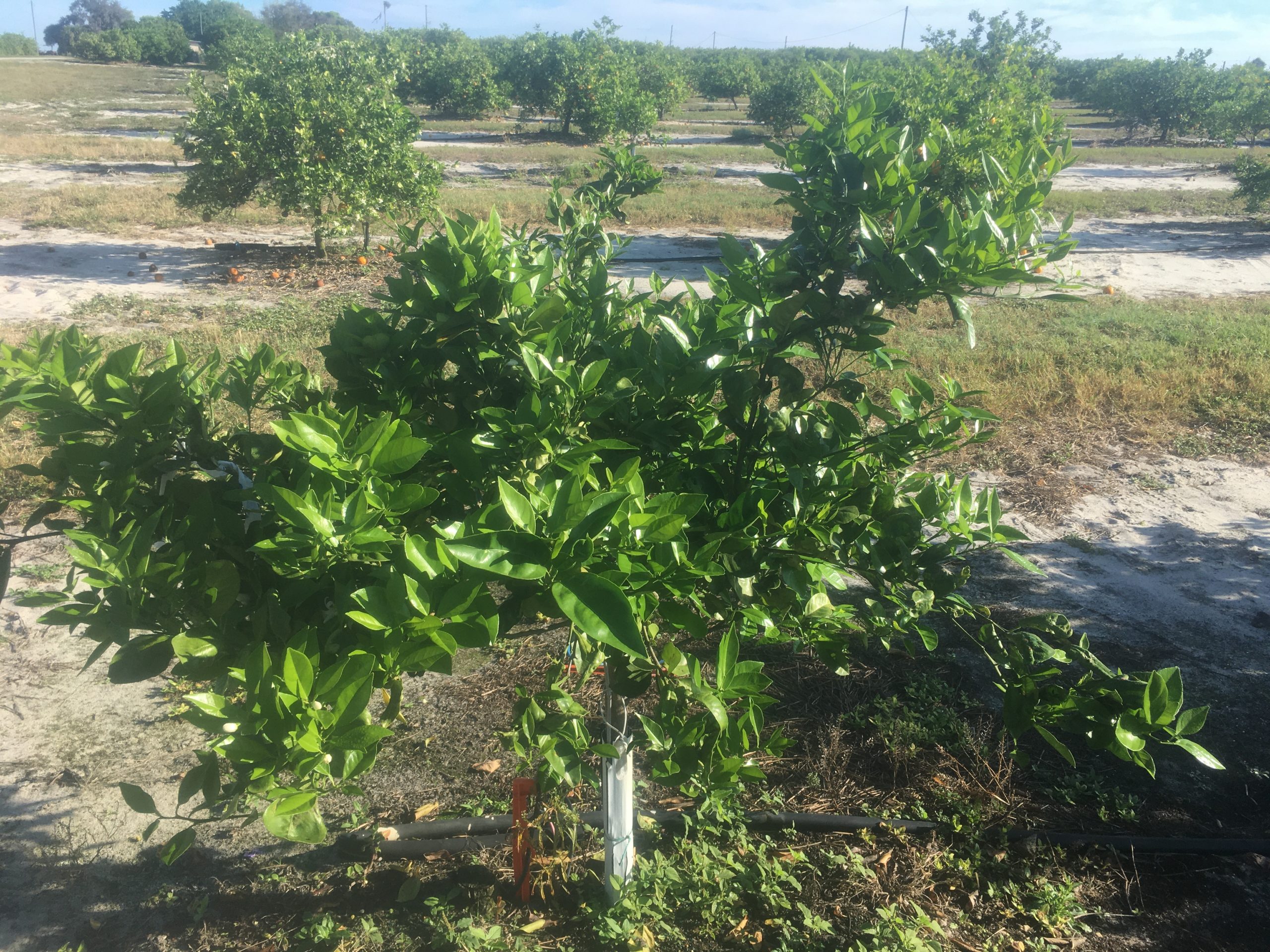 Releasing Rootstocks: Balancing Responsibility With Urgency - Citrus ...