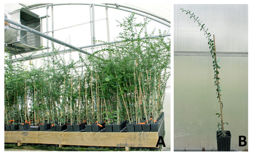 Figure-1-1 - Citrus Industry Magazine