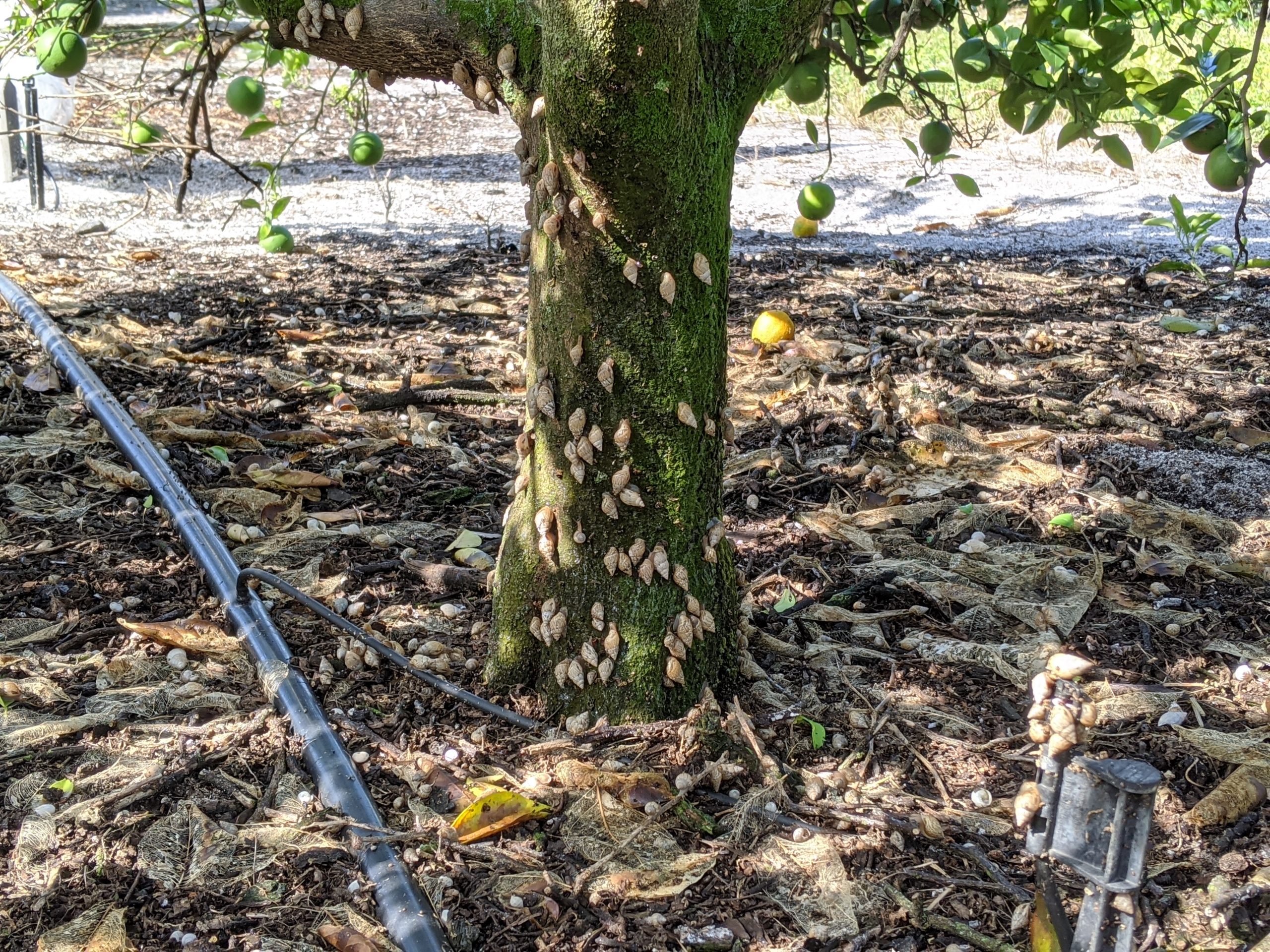 Snail Control and Research Update - Citrus Industry Magazine