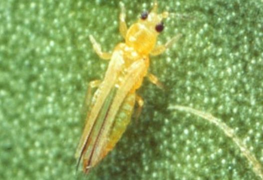 California Growers Needed for Thrips Study - Citrus Industry Magazine