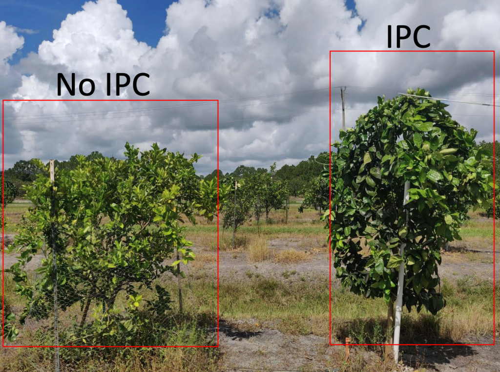 IPCs and Tree Performance - Citrus Industry Magazine
