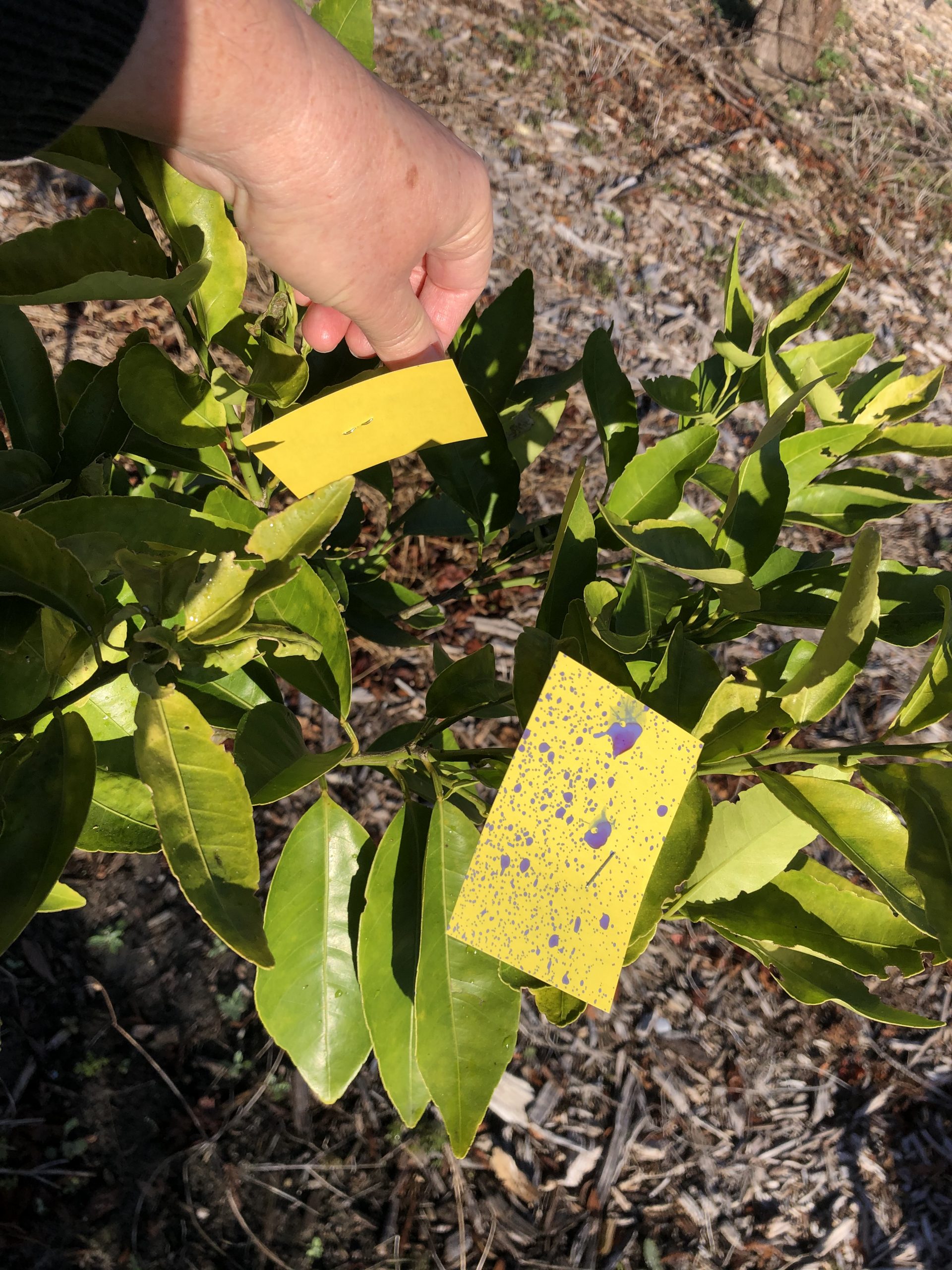 When a Pesticide Doesn’t Work - Citrus Industry Magazine