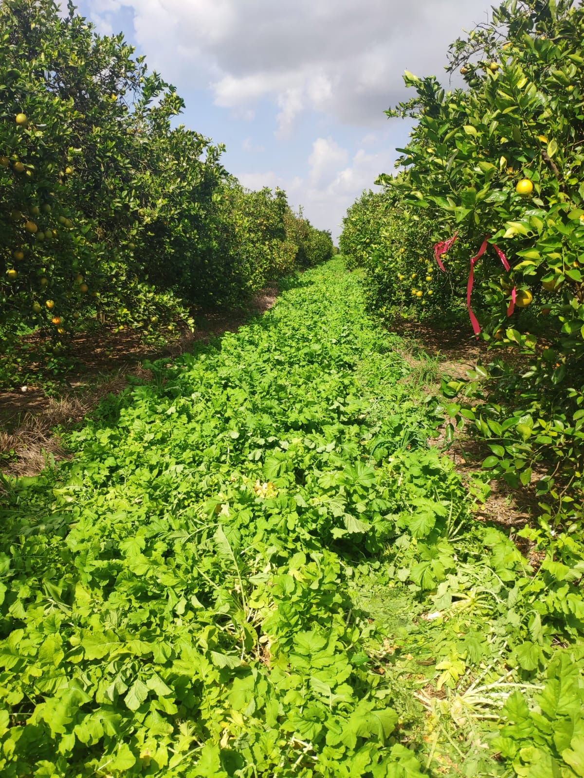 cover crop in citrus - Citrus Industry Magazine