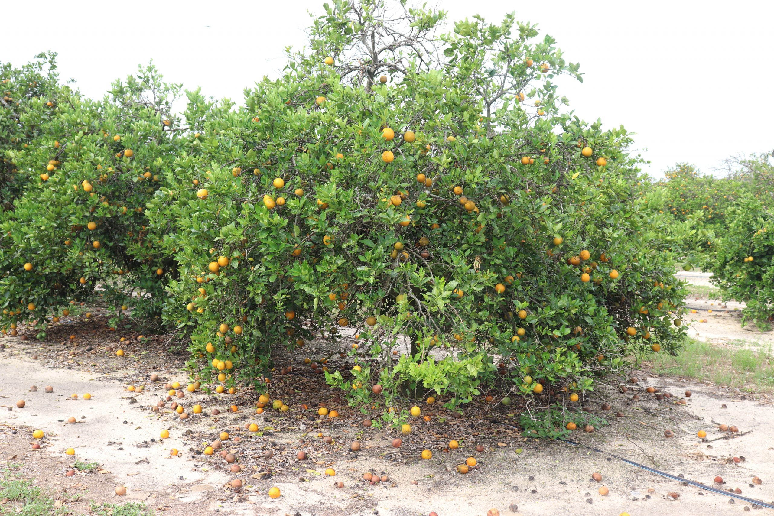 Steps for Reducing Fruit Drop - Citrus Industry Magazine