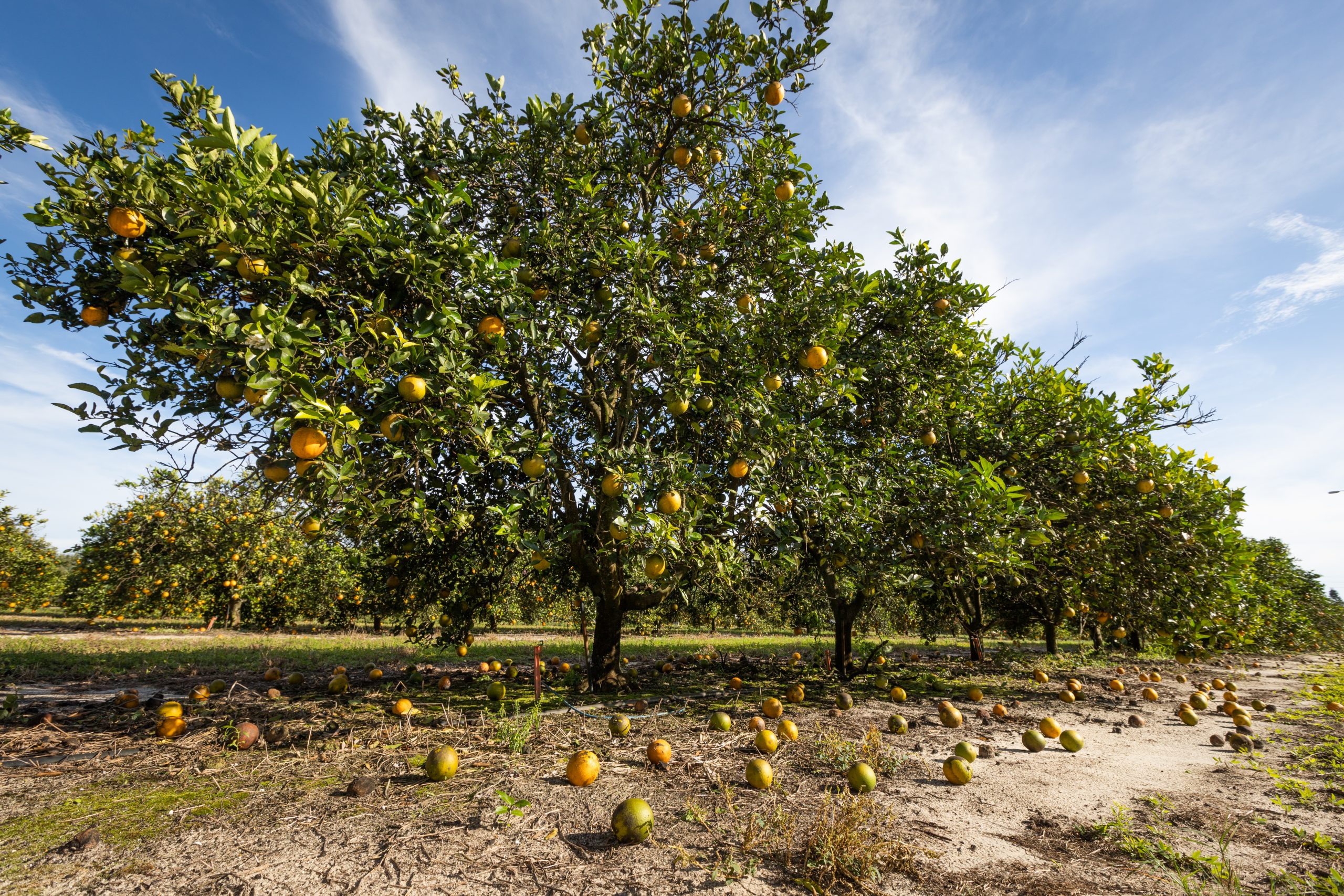 Citrus on the ground in a citrus grove due to fruit drop. Photo taken ...