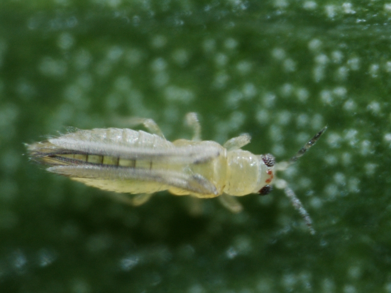 Chilli Thrips a Potential Problem in CUPS - Citrus Industry Magazine