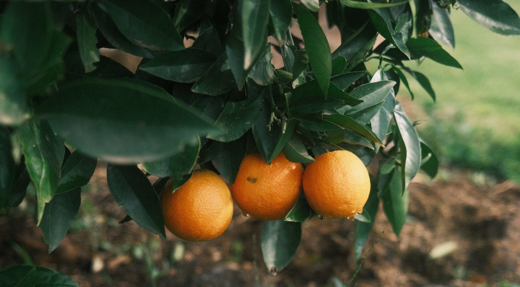 Focus on Australian Citrus Safety - Citrus Industry Magazine