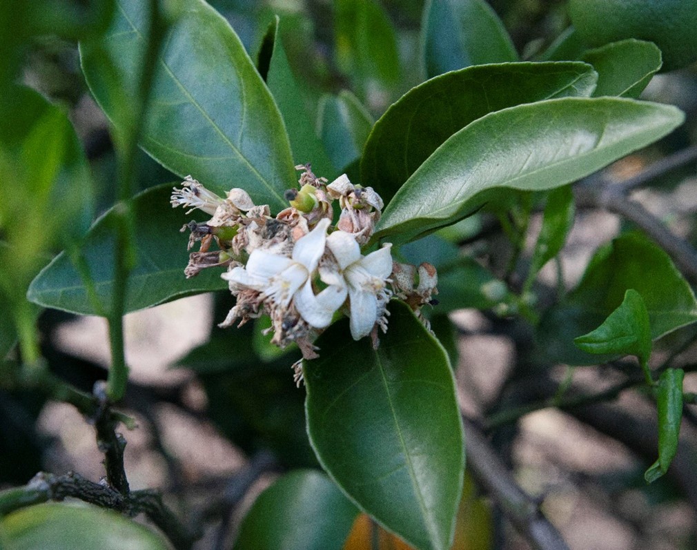 Keep an Eye Out for Postbloom Fruit Drop This Spring - Citrus Industry ...