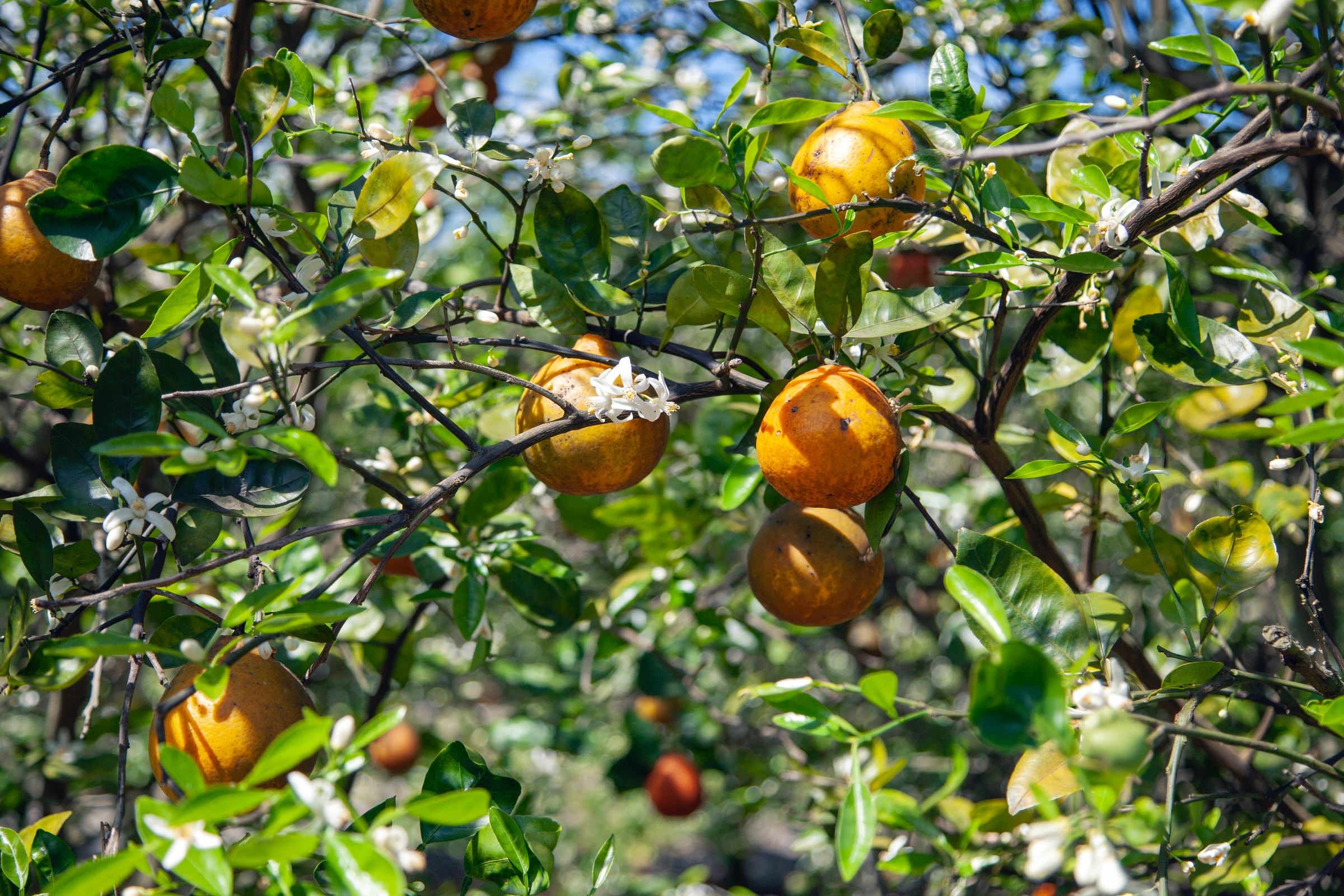 Further Cuts to Florida Citrus Forecast - Citrus Industry Magazine