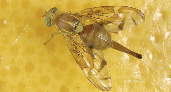 Mexican Fruit Fly Quarantine Expanded in Texas - Pests - Citrus ...