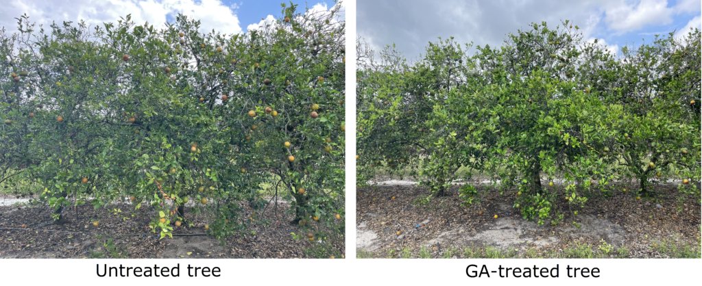 Gibberellic Acid Not Recommended in Spring for HLB Trees | Highlands ...
