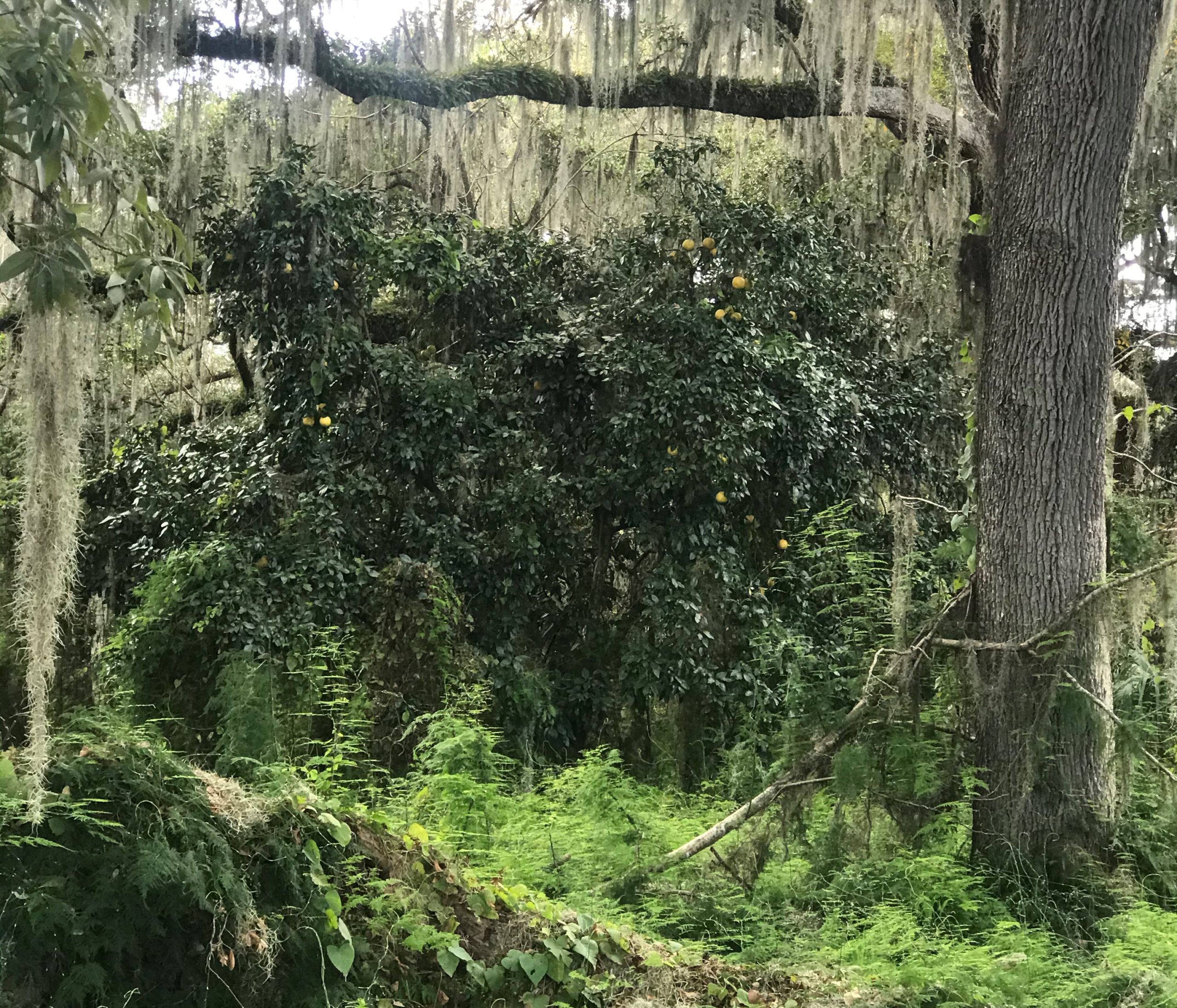 Nutritional Lessons Learned From the Field and in the Wild - Citrus ...