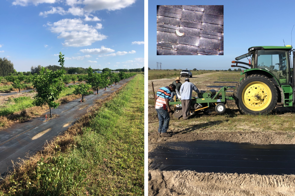 Use Physical Barriers for Root Health - Citrus Industry Magazine