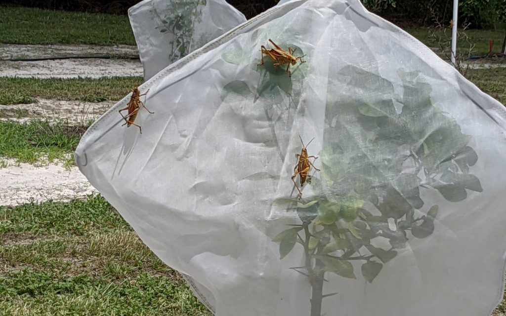 Pests, Pathogens and IPCs | Highlands County Citrus Growers Association