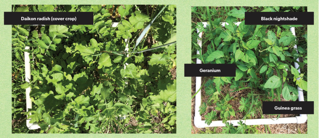 Experimenting With Cover Crops: Results From Three Years of Trials ...