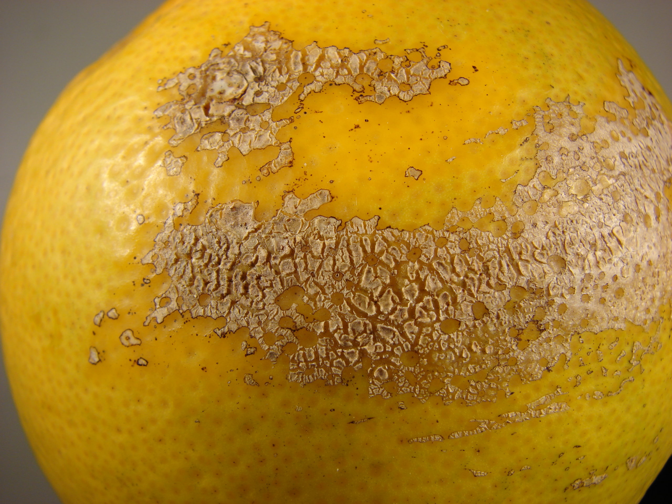 Sweet Orange Scab - Citrus Industry Magazine