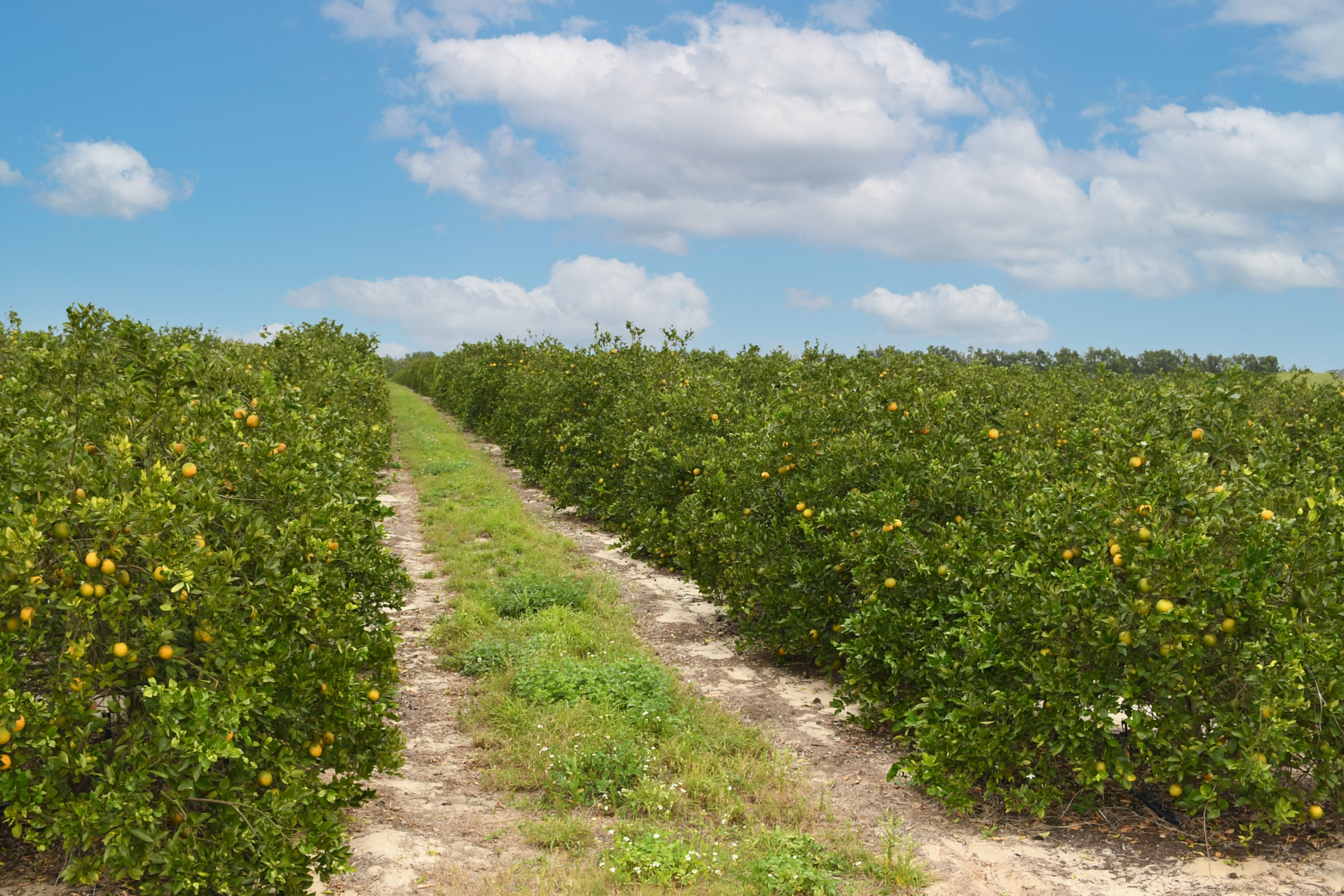 Florida Citrus Industry Dodges Bullet With Hurricane Nicole - Citrus ...