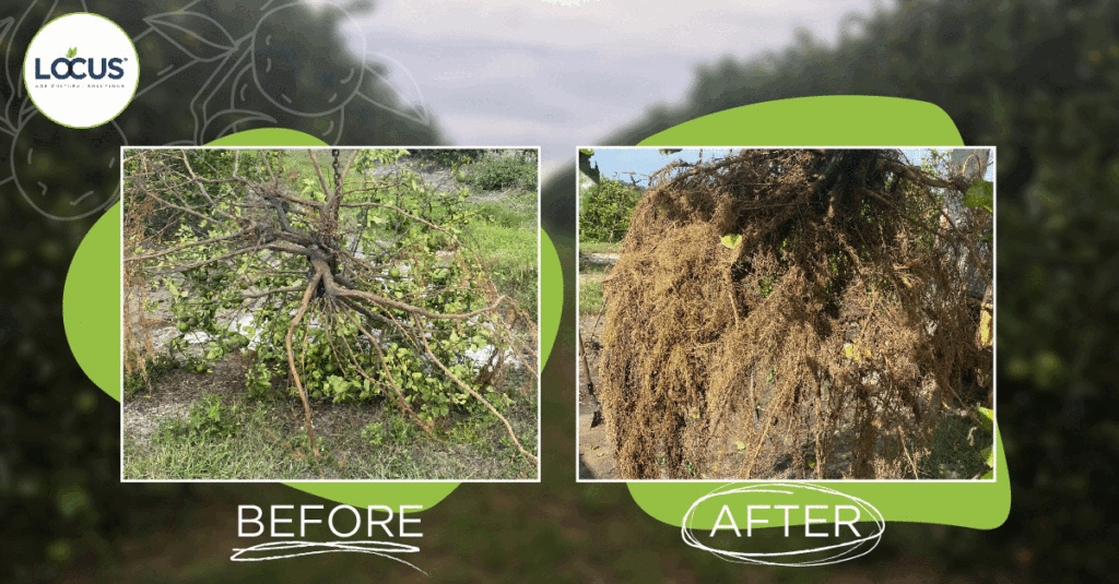 Locus-AG-Citrus-Root-Growth-Graphic-1 - Citrus Industry Magazine