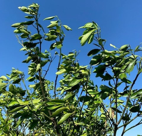 Two Ways to Treat Ian-Stressed Trees - Citrus Industry Magazine