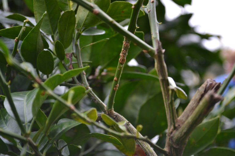 canker-lesions-stems - Citrus Industry Magazine