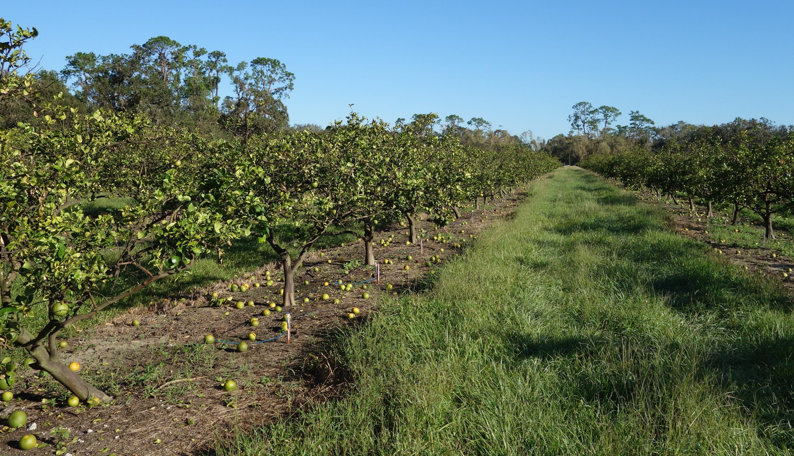 Rejuvenating Hurricane-Impacted Citrus Groves - Citrus Industry Magazine