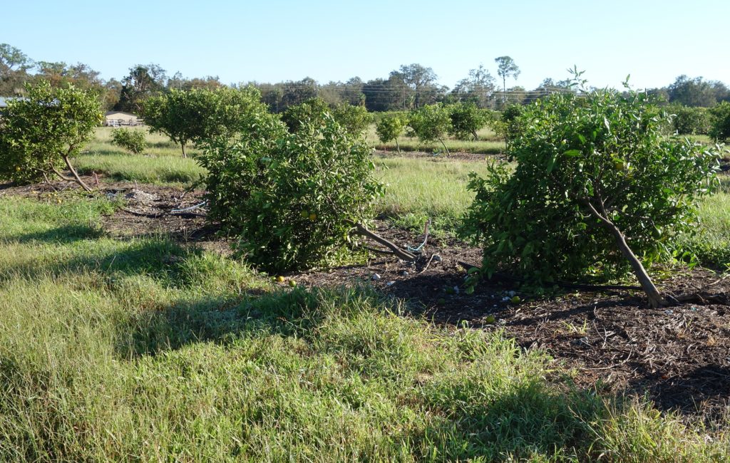 The Florida Citrus Industry After the 2022 Hurricanes - Citrus Industry ...
