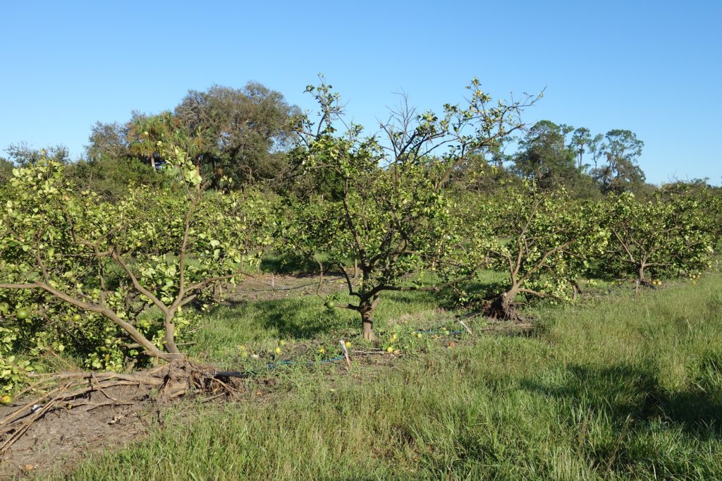 Growers Needed for UF/IFAS Tree Recovery Assessment - Citrus Industry ...
