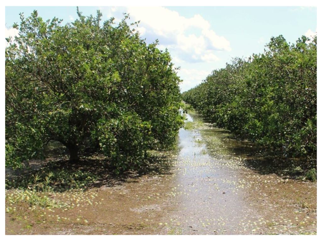 Post-Hurricane Weed Management - Citrus Industry Magazine