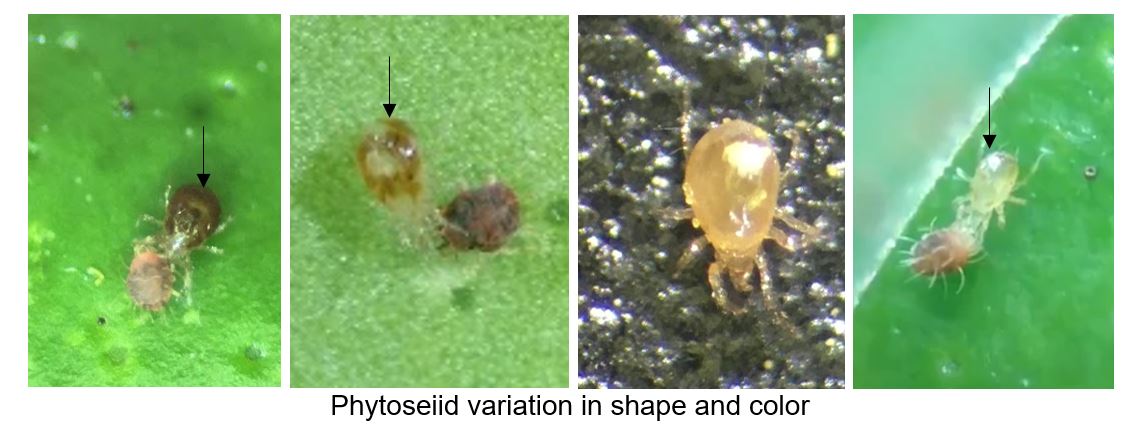 Managing Pest and Predatory Mites in CUPS - Citrus Industry Magazine